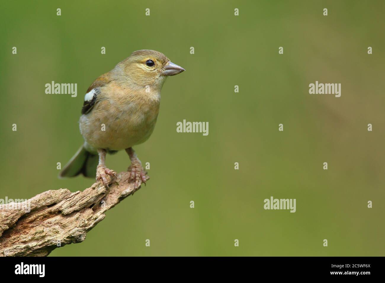 Summer Chaffinch Uk High Resolution Stock Photography and Images - Alamy