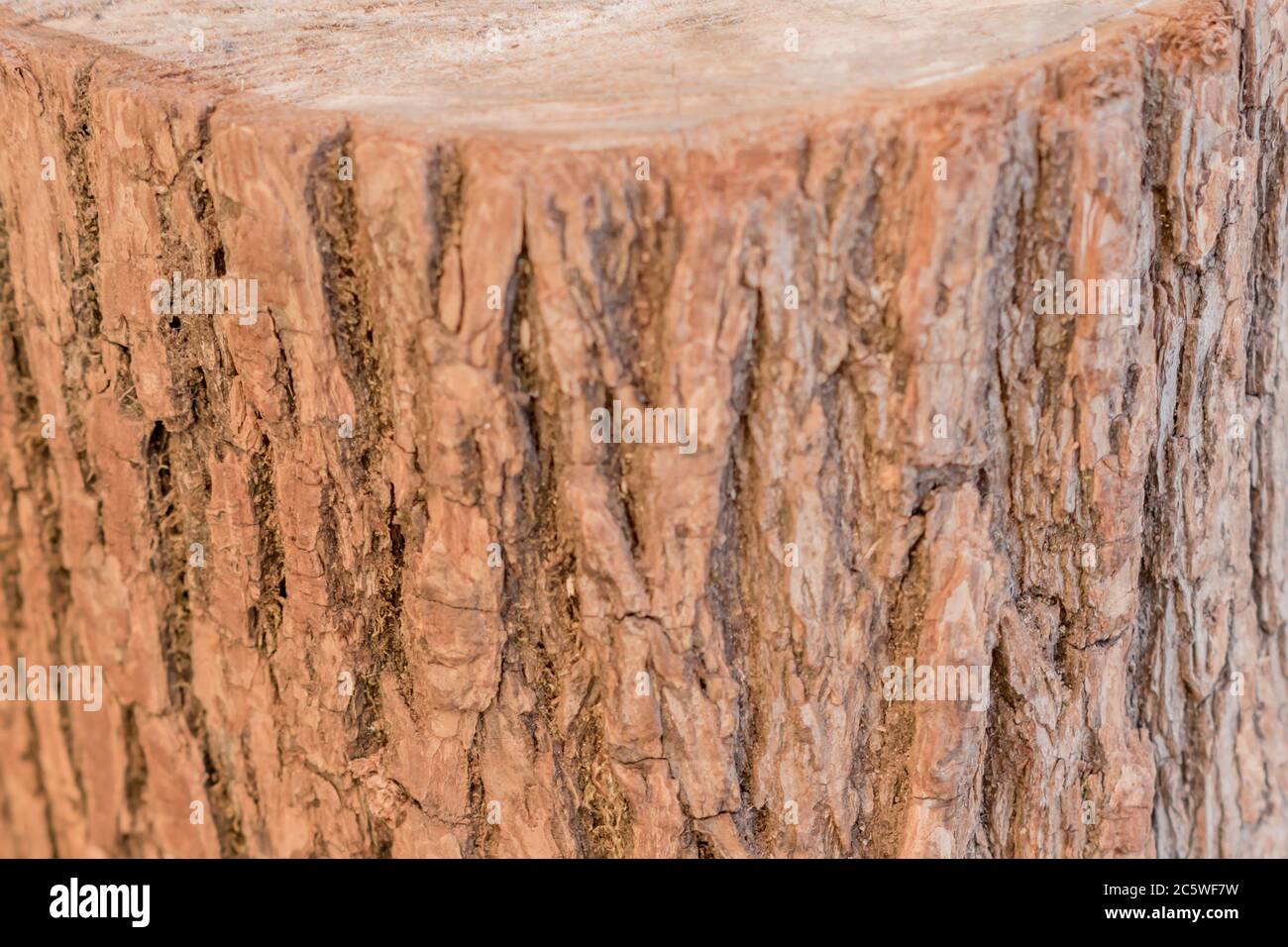 stump texture background Stock Photo - Alamy