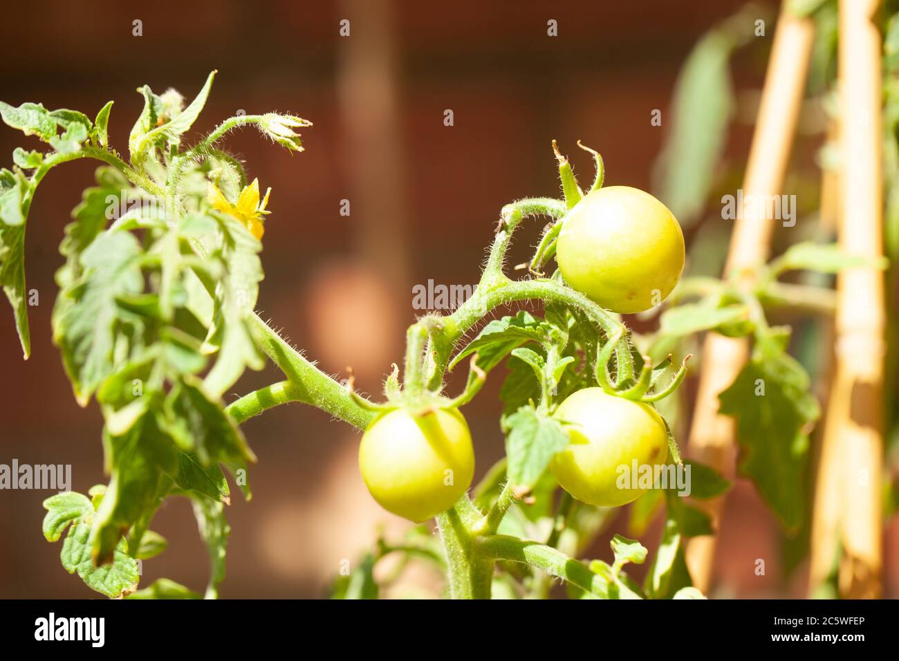 High resolution food photos hi-res stock photography and images - Alamy