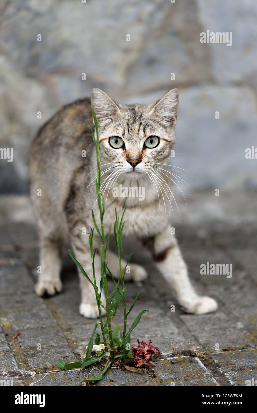Gato Serio Gato Serio, Gato En Casa, Gato Orgulloso, Gato Divertido,