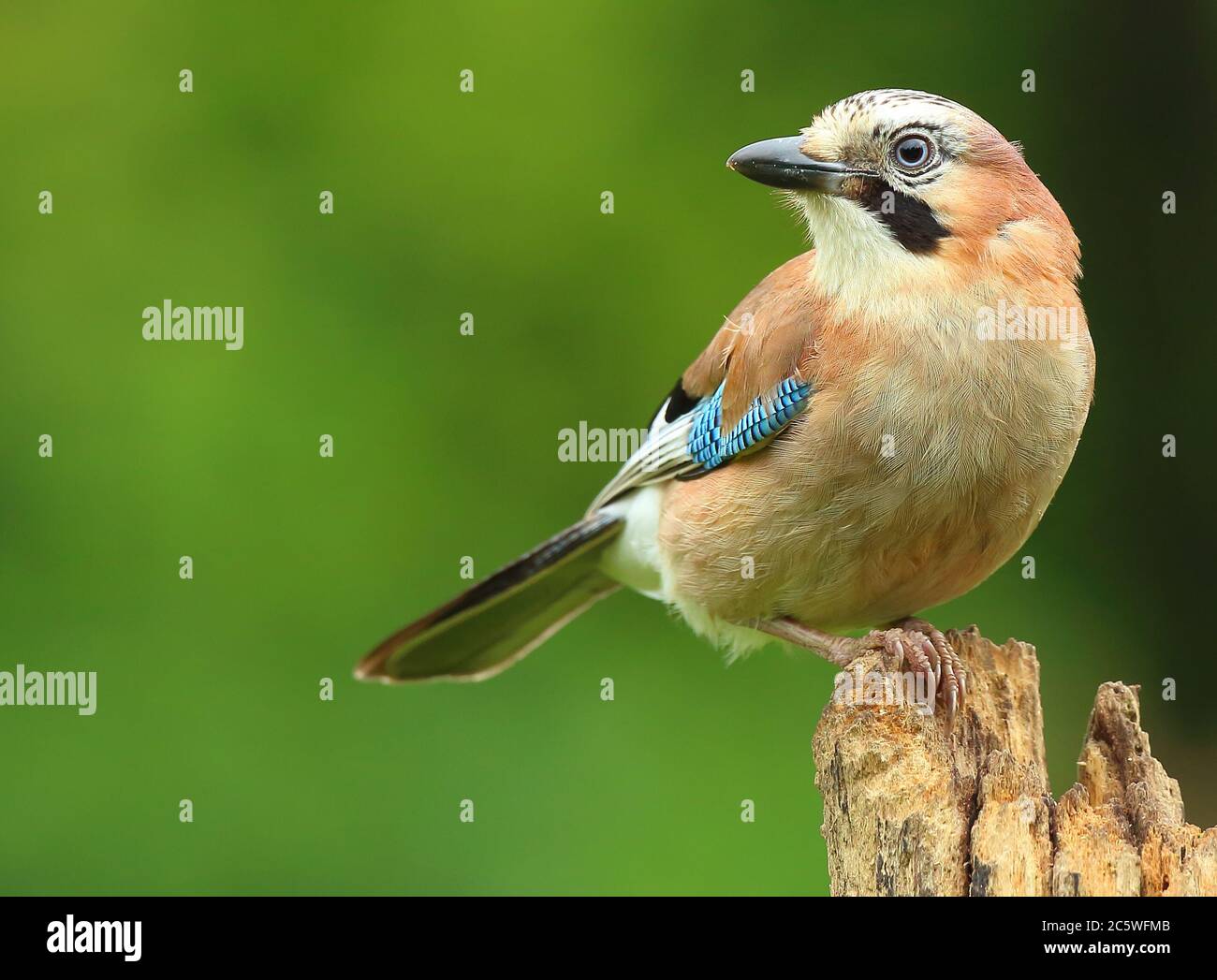 Jay bird uk hi-res stock photography and images - Alamy