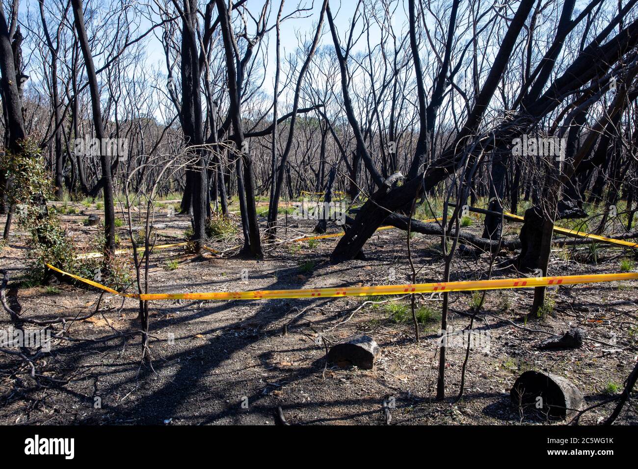 Australian bushfire recovery hi-res stock photography and images - Alamy