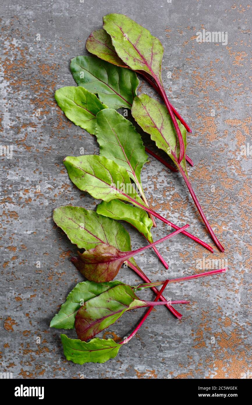 Beta vulgaris 'Boltardy'. Fresh, young beetroot leaves. UK Stock Photo ...