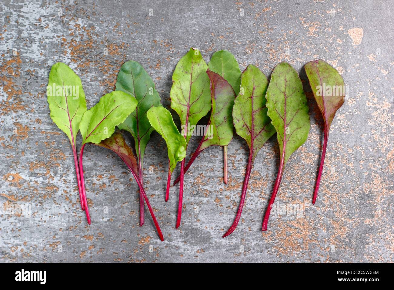 Beta vulgaris 'Boltardy'. Fresh, young beetroot leaves. UK Stock Photo ...