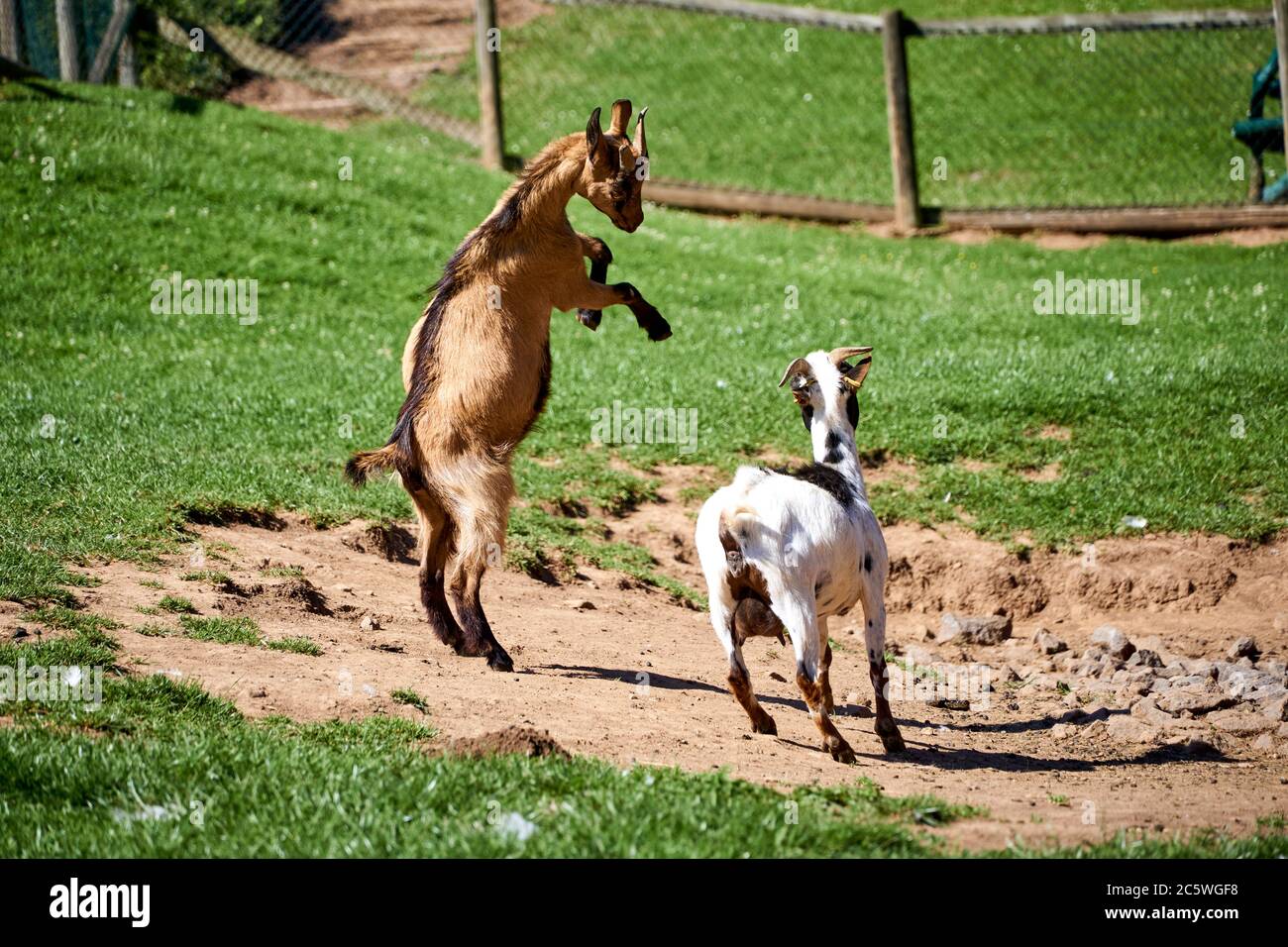 Wild Goats in the animal park Gerolstein. High quality photo Stock ...