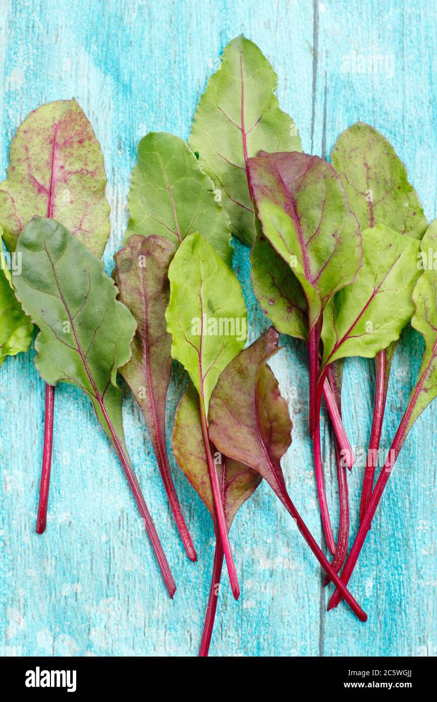 Beta vulgaris 'Boltardy'. Fresh, young beetroot leaves. UK Stock Photo ...