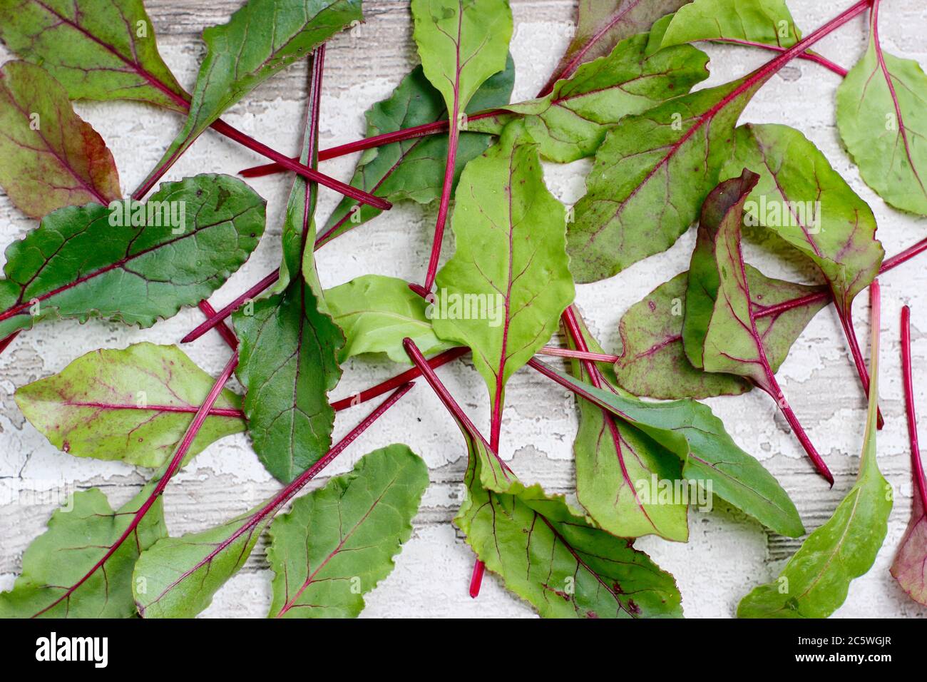 Beta vulgaris 'Boltardy'. Fresh, young beetroot leaves. UK Stock Photo ...