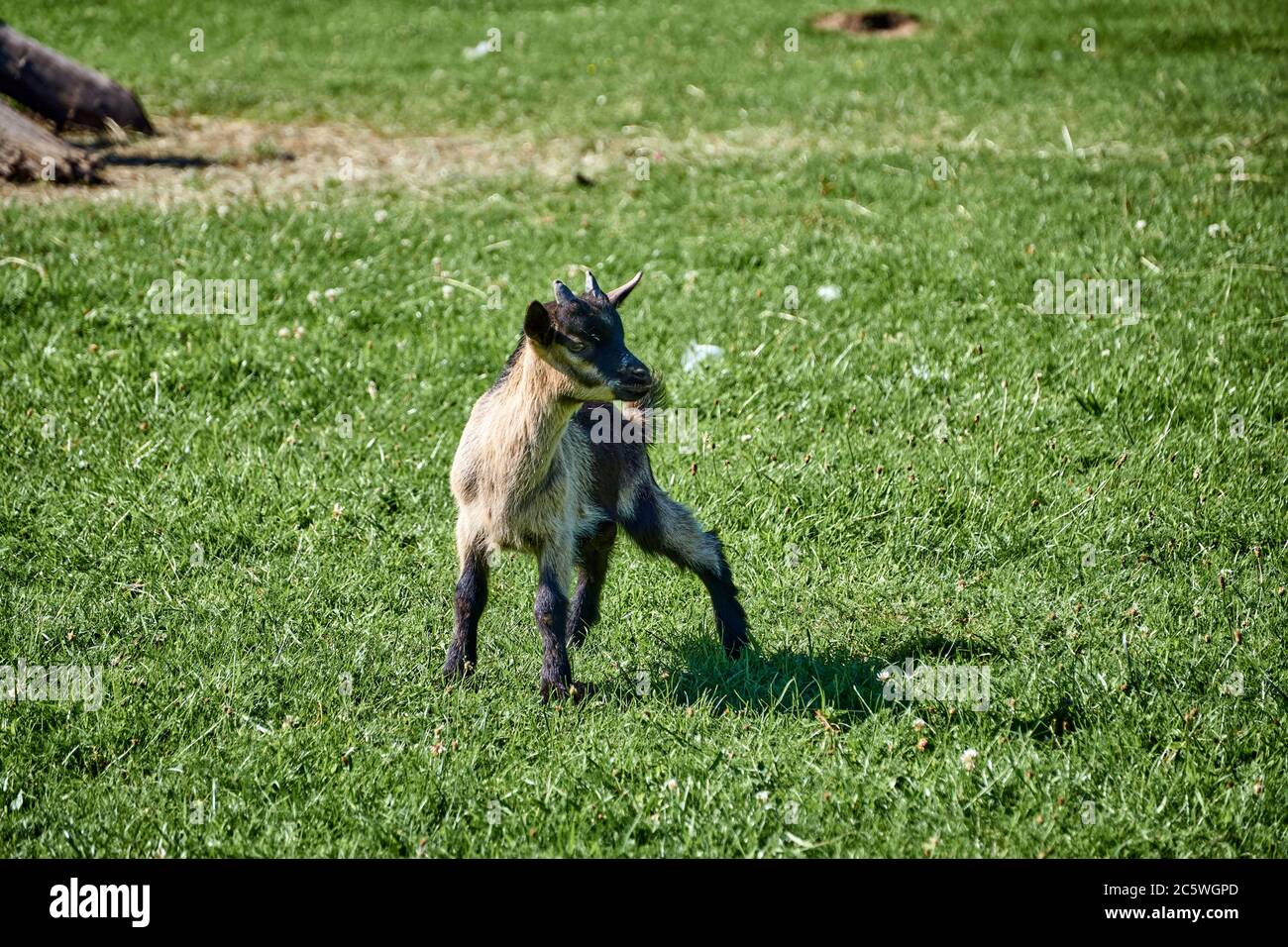Goat biting hi-res stock photography and images - Alamy