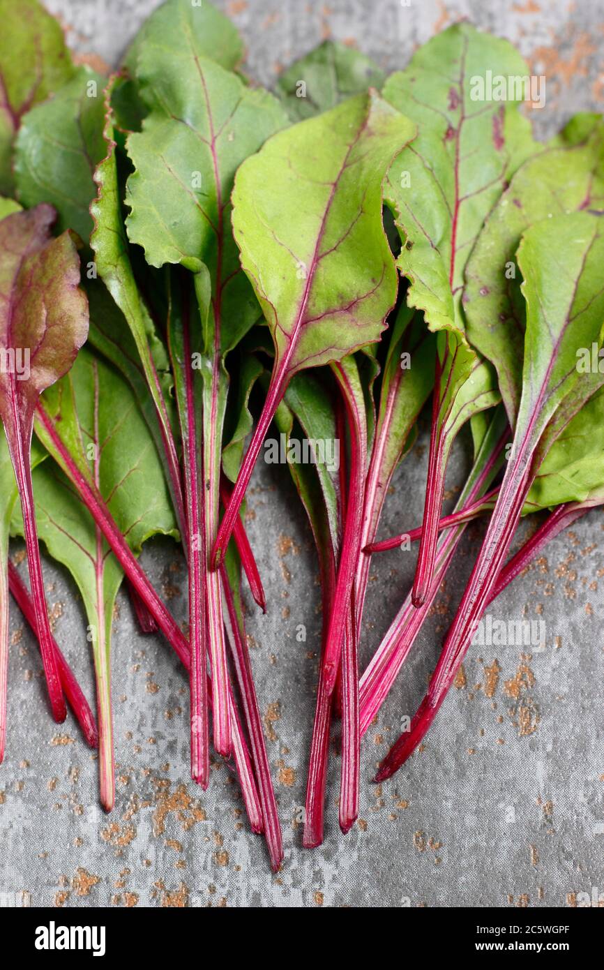 Beta vulgaris 'Boltardy'. Fresh, young beetroot leaves. UK Stock Photo ...