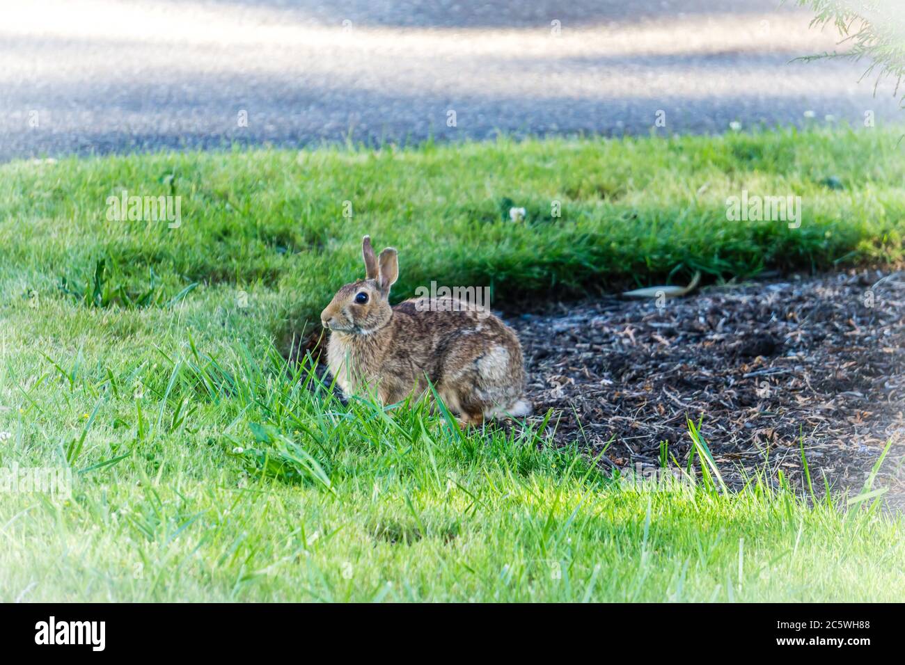 A view of a rabbit in a front yard in Burien, Washington Stock Photo ...
