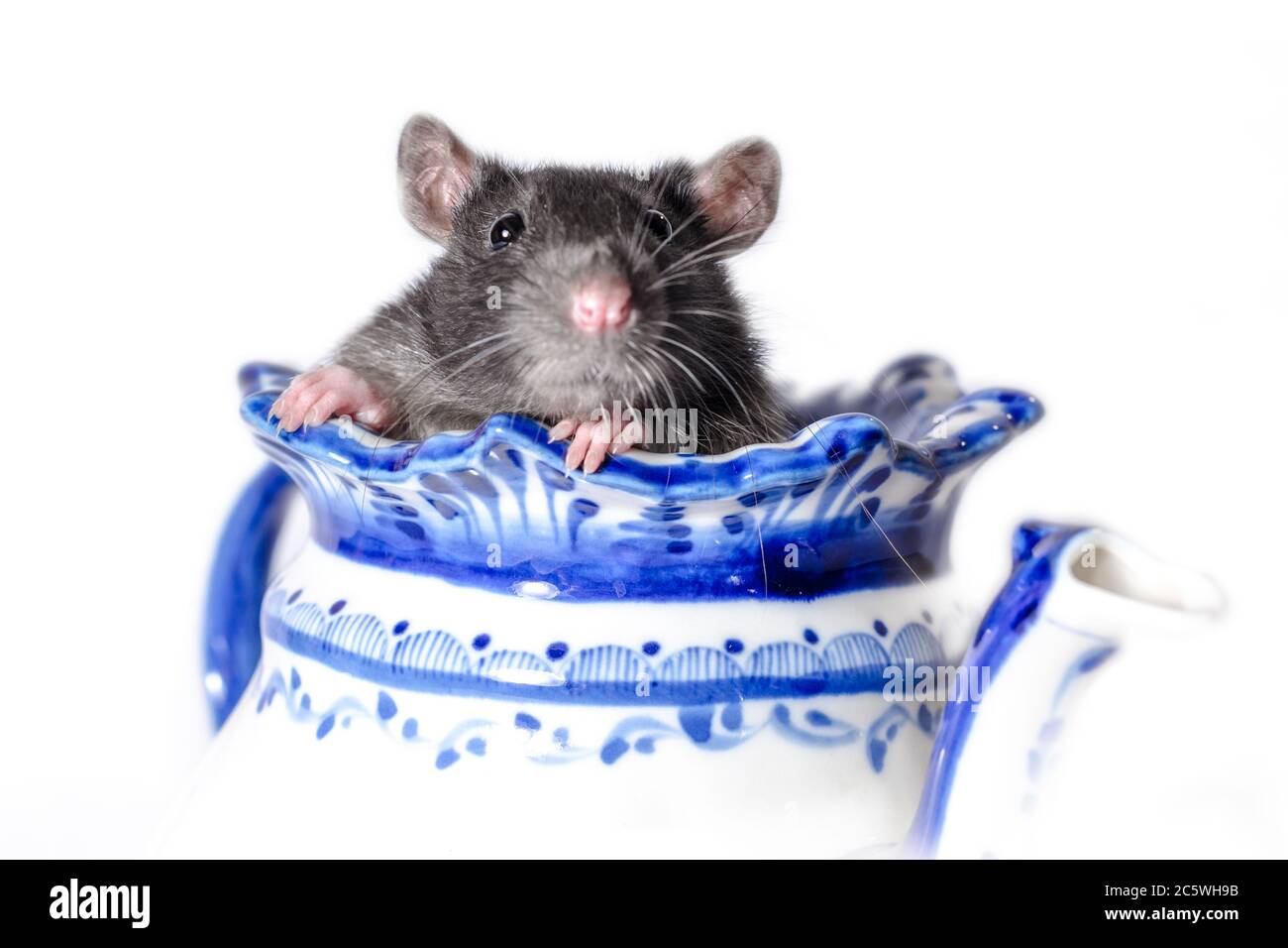 gray rat in a white and blue teapot on a light background Stock Photo ...