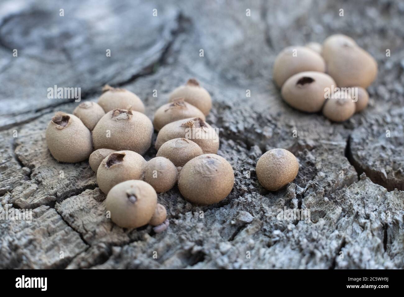 Small puffball hi-res stock photography and images - Alamy