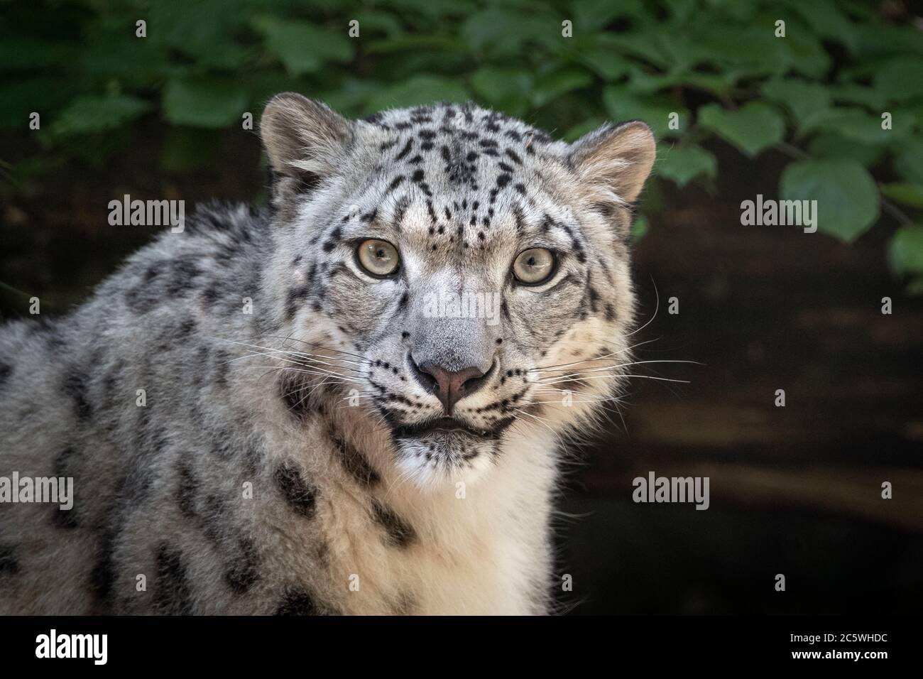 Young female snow leopard Stock Photo - Alamy