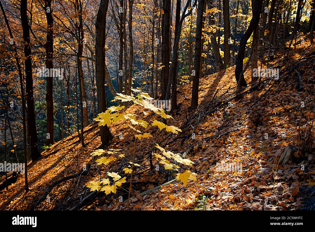 Beauty leaf tree hi-res stock photography and images - Alamy
