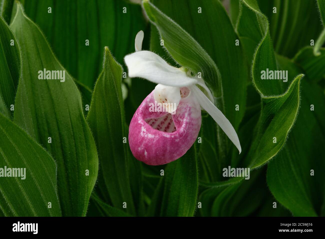 Soft orchid hi-res stock photography and images - Alamy