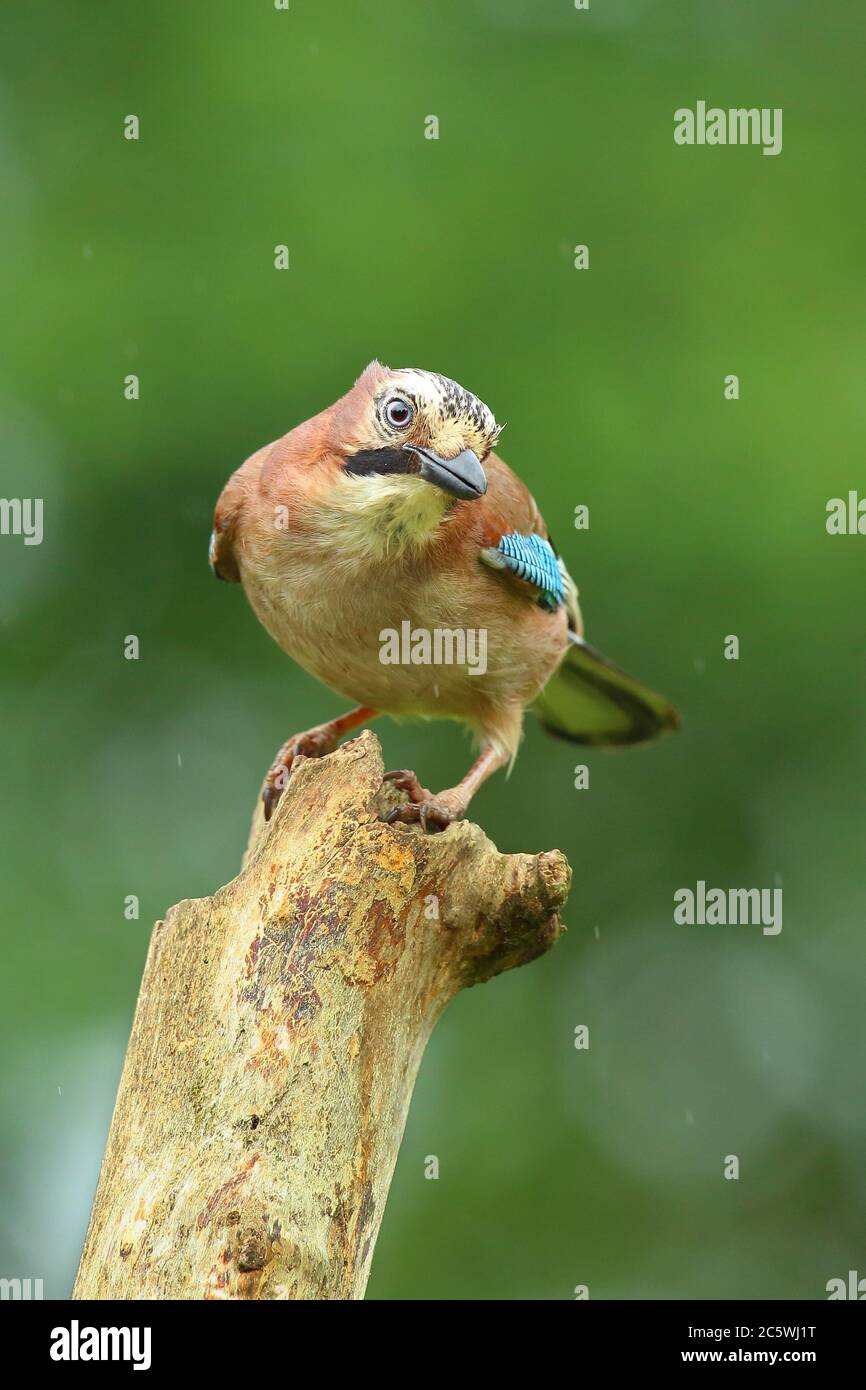 Jay bird uk dead hi-res stock photography and images - Alamy