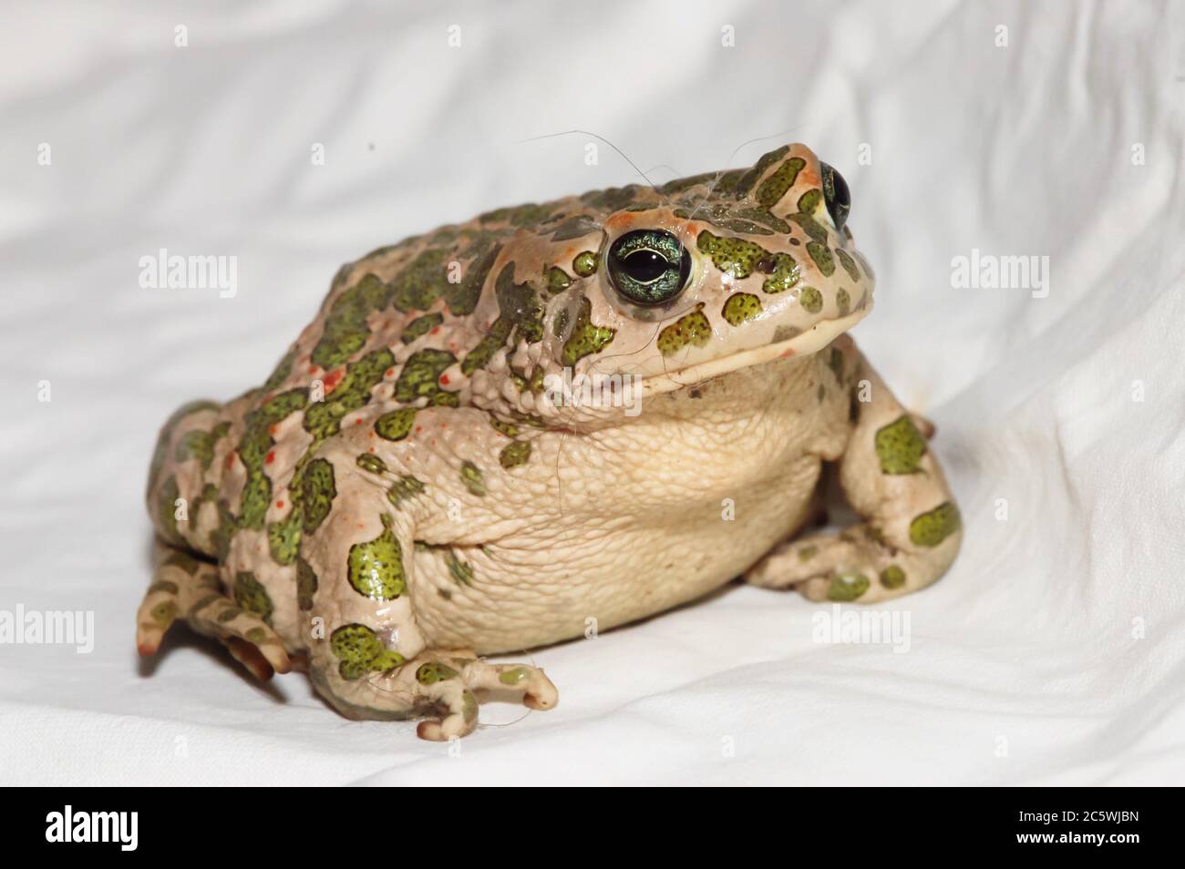 Big Ugly Frog Common European Toad Bufo Stock Photo - Alamy