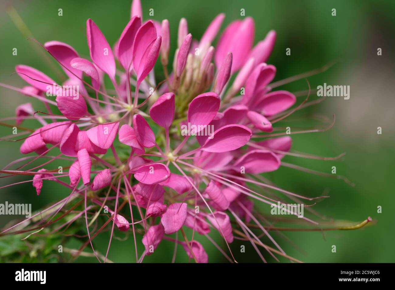 Pink Spiny Spider flower close up Stock Photo - Alamy