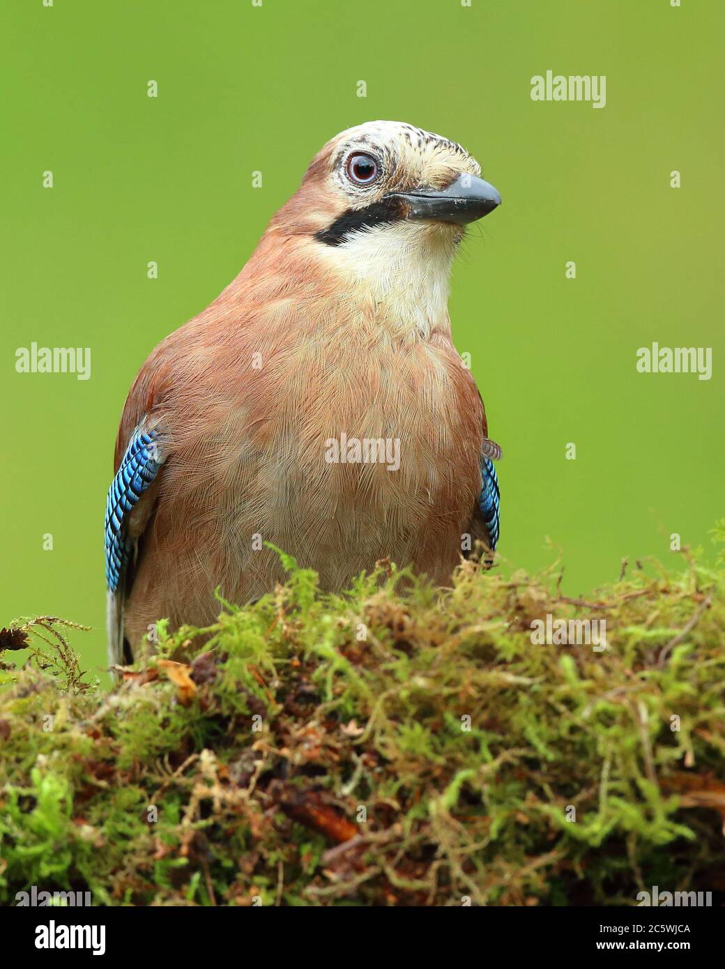 Jay bird uk hi-res stock photography and images - Alamy