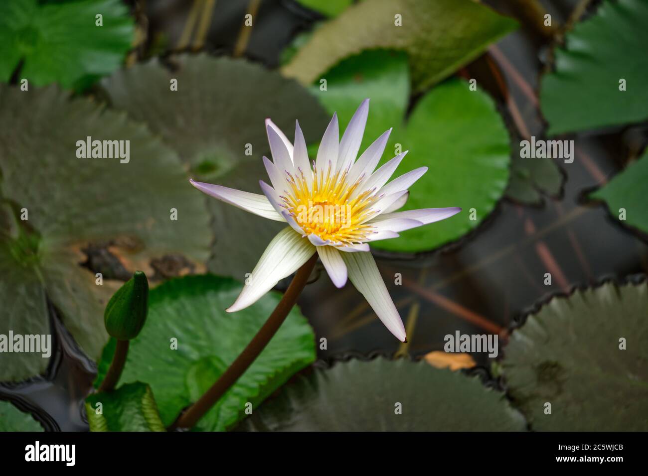 Water lily flower close up Stock Photo - Alamy