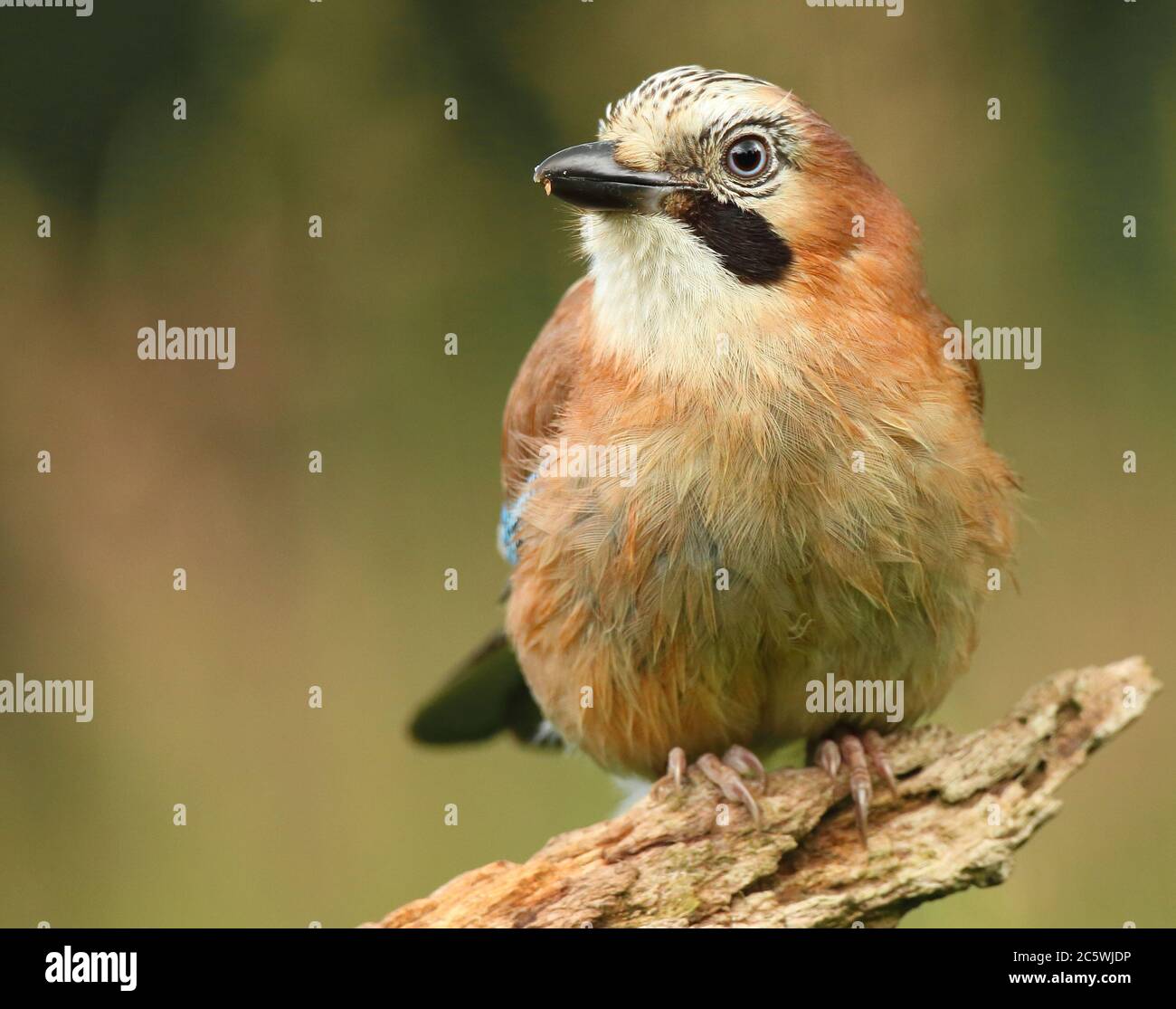 Jay bird uk garden hi-res stock photography and images - Alamy