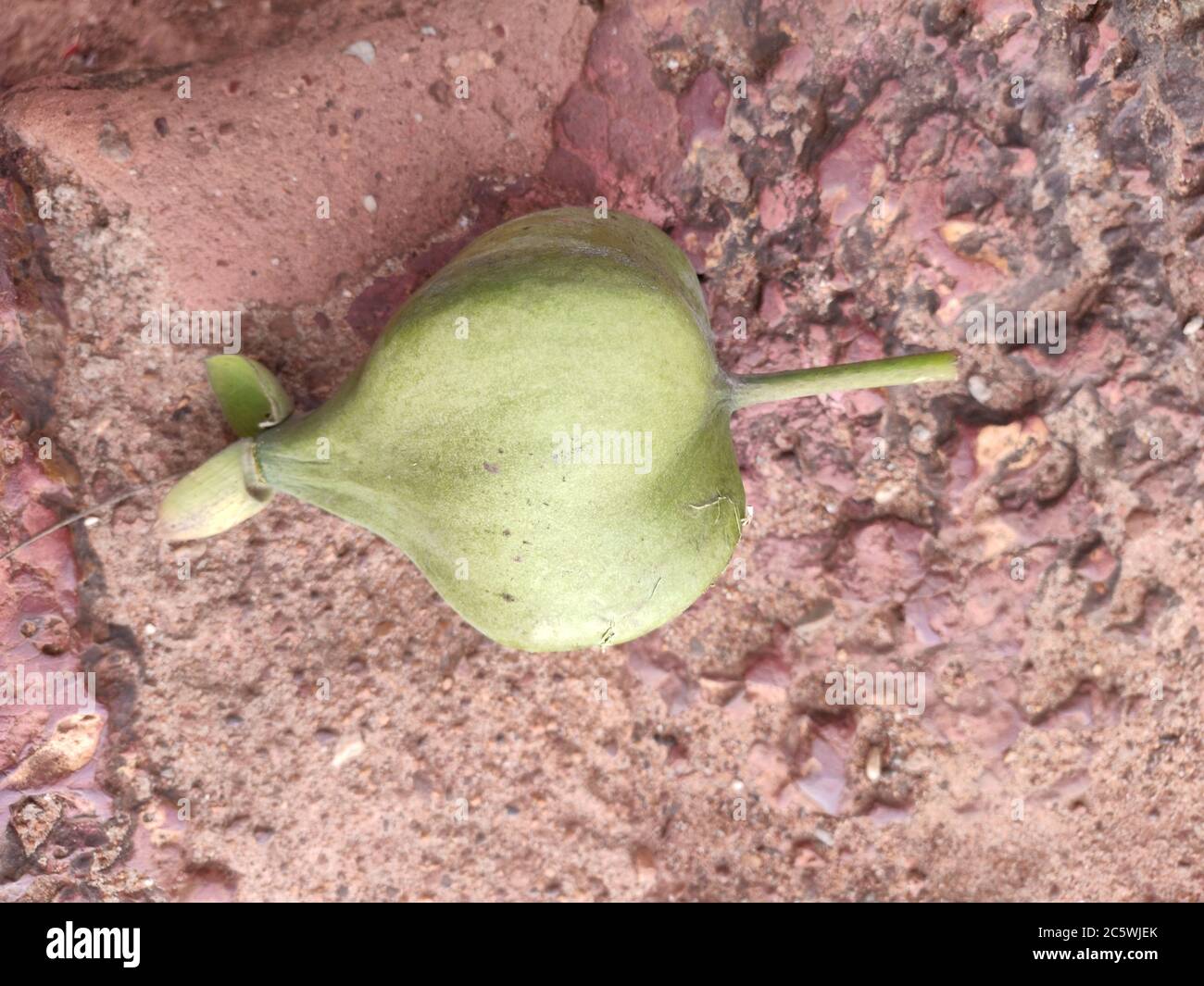 Square sided pyramidal seed pods hi-res stock photography and images ...