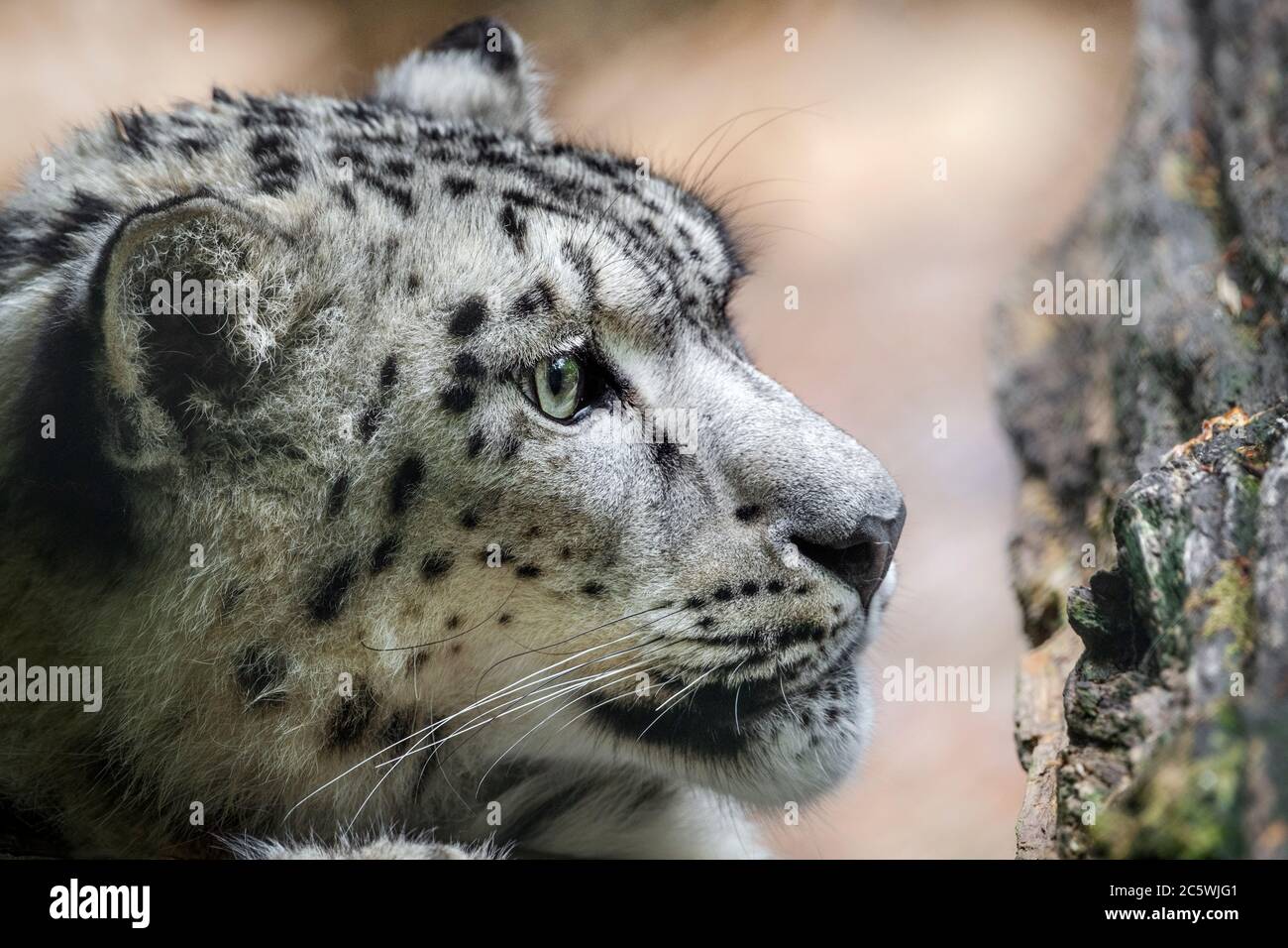 Young female snow leopard (profile Stock Photo - Alamy