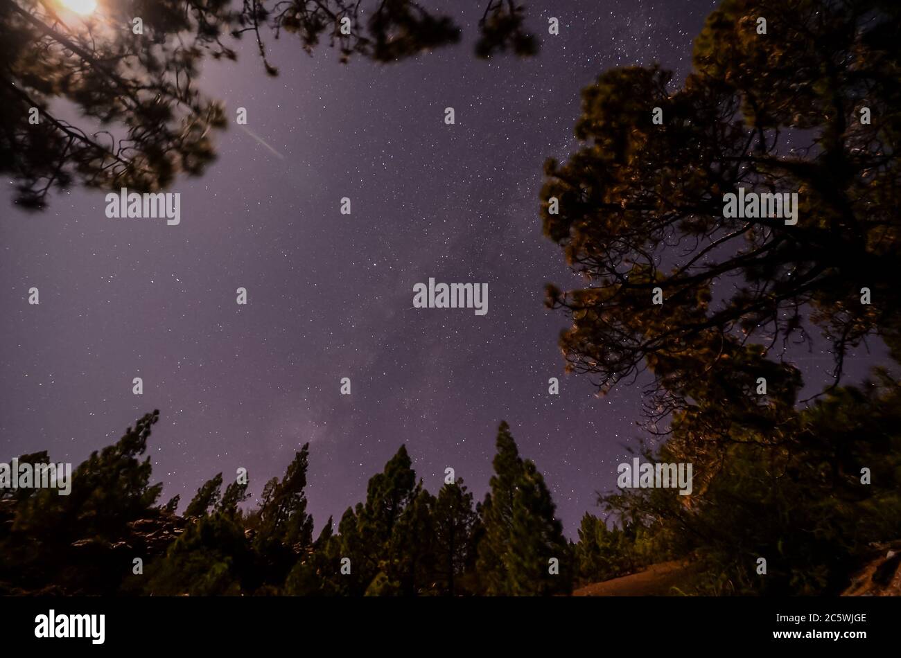 Stars in the Sky at Night over the Trees of a Pine Forest Stock Photo ...
