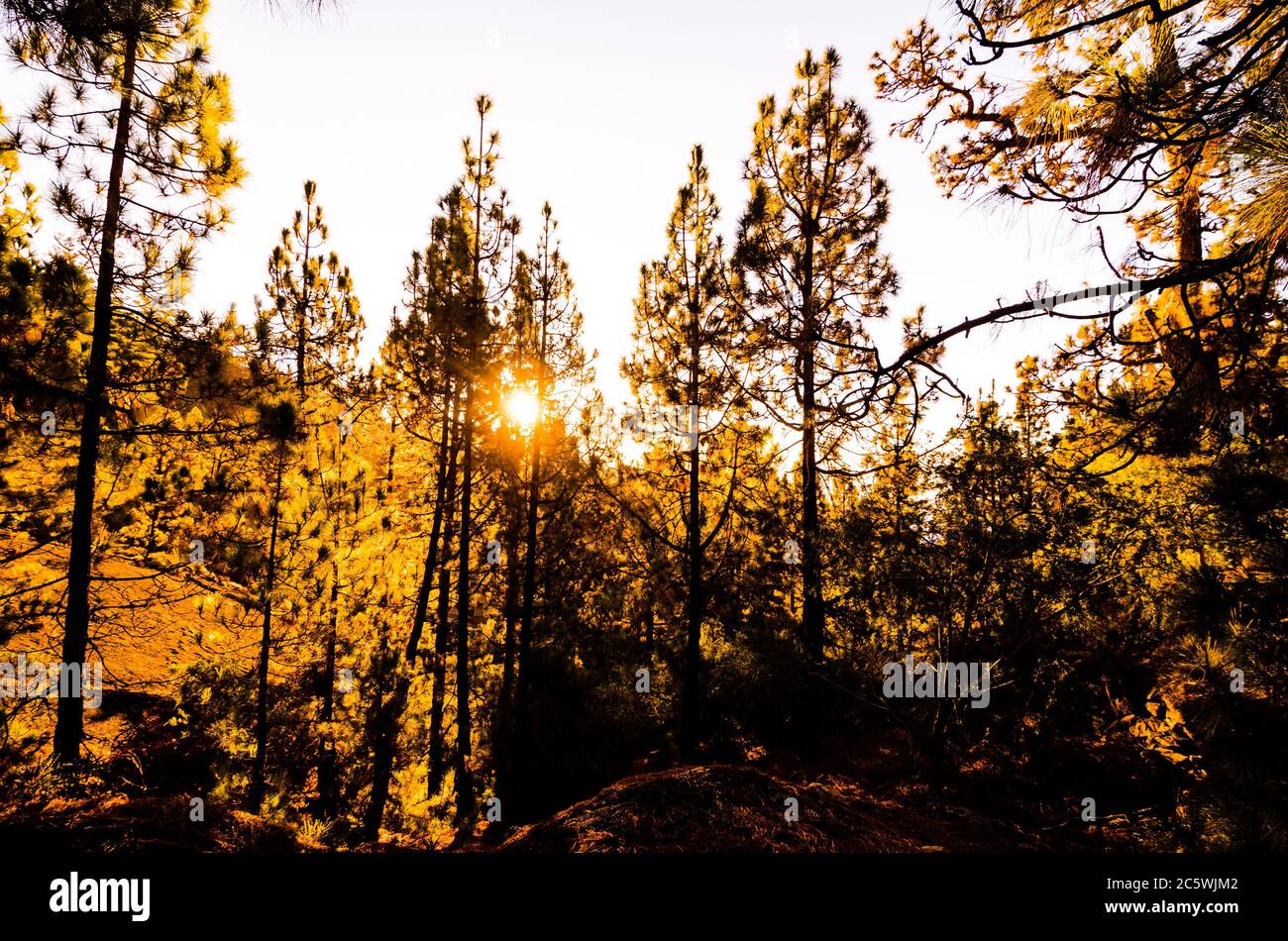 Beautiful woods sunstar trees hi-res stock photography and images - Alamy