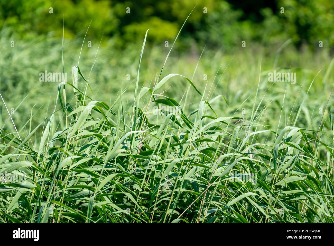 Fresh green reed by the river Rioni, Poti Stock Photo - Alamy
