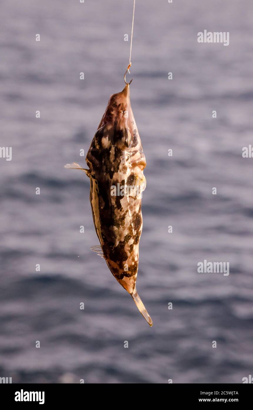 One Sea Fish Hooked over the Blue Atlantic Ocean Stock Photo - Alamy