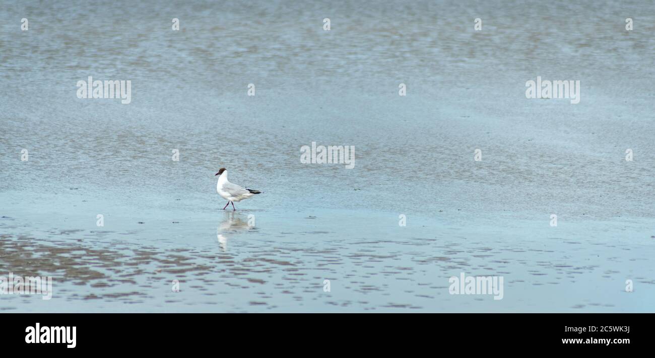 isolated seagull on beach during low tide eating some worms . bird ...