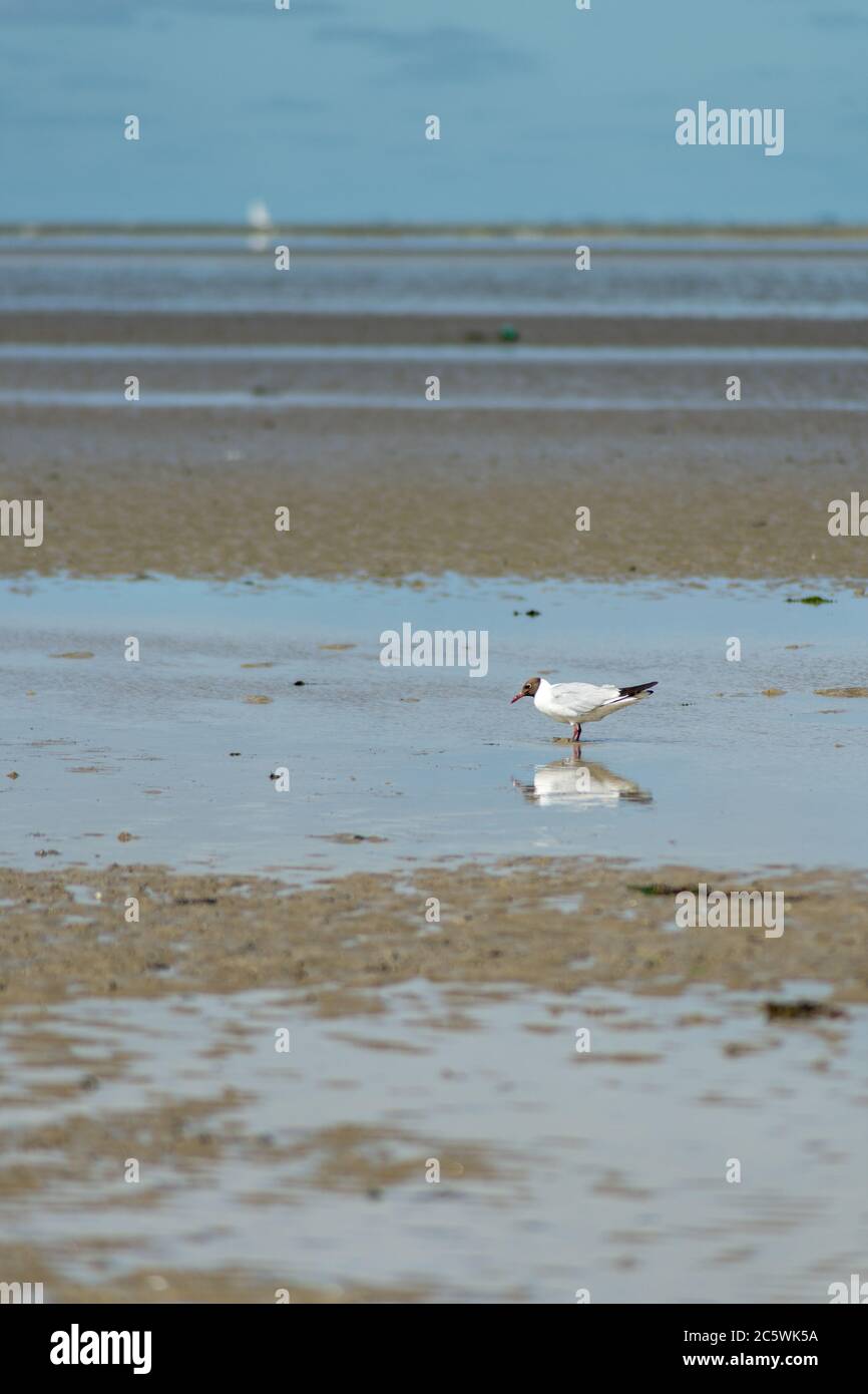 isolated seagull on beach during low tide eating some worms . bird ...