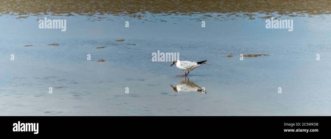 isolated seagull on beach during low tide eating some worms . bird ...