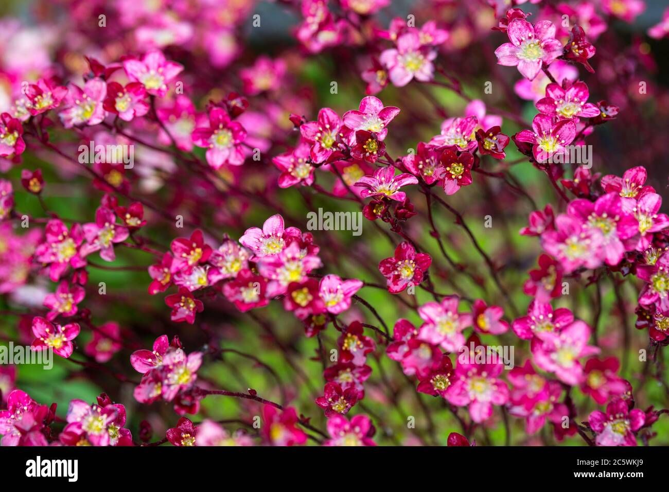 Beautiful small red moss blooms after the rain, natural floral ...