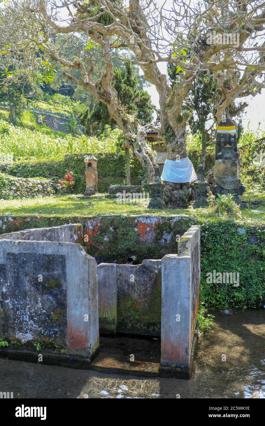 Outdoor bathroom in nature under an old sacred tree. A cleansing bath ...