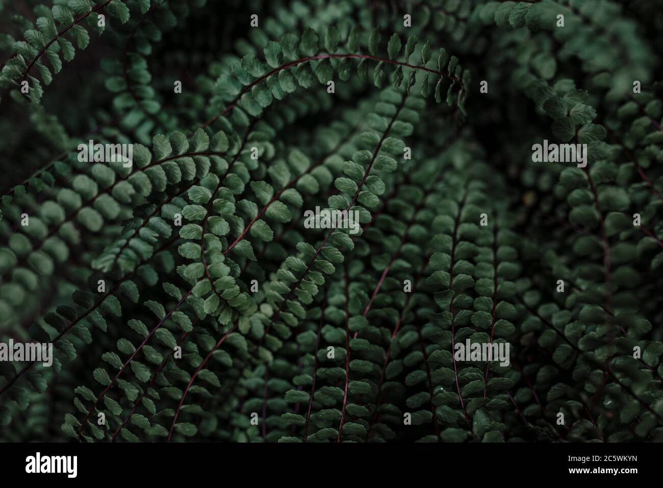 Close up dark natural fern background Stock Photo - Alamy