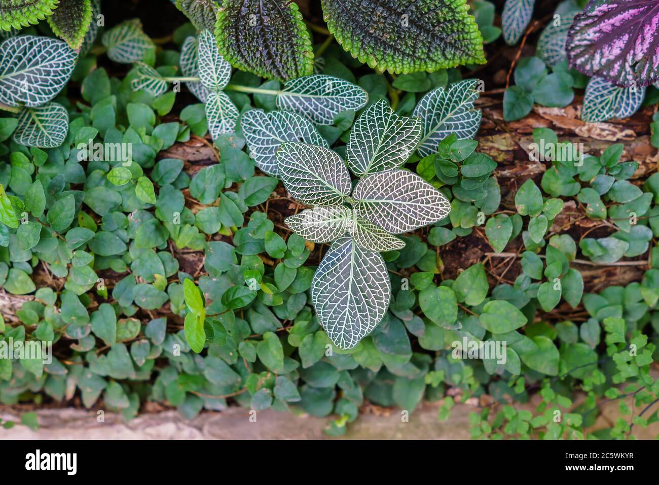 Yellow sanchezia hi-res stock photography and images - Alamy