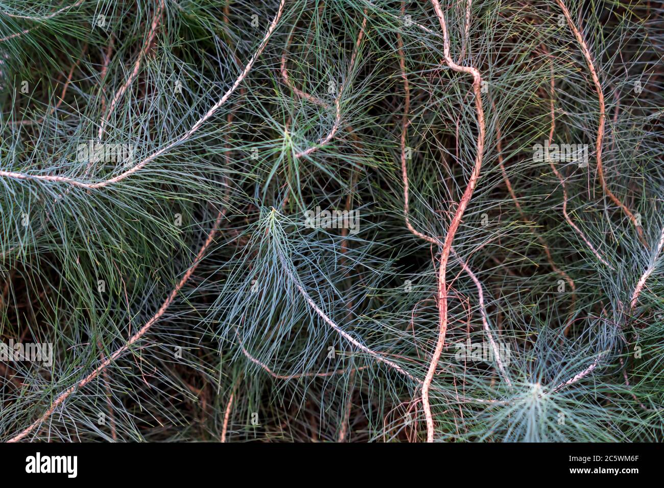 Canarian pine pinus canariensis hi-res stock photography and images - Alamy