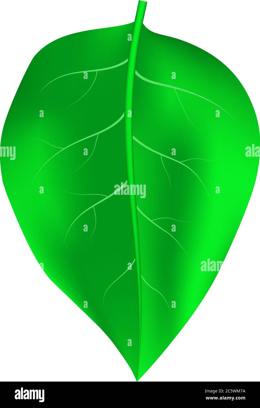 realistic vector green leaf with detail texture Stock Vector Image ...