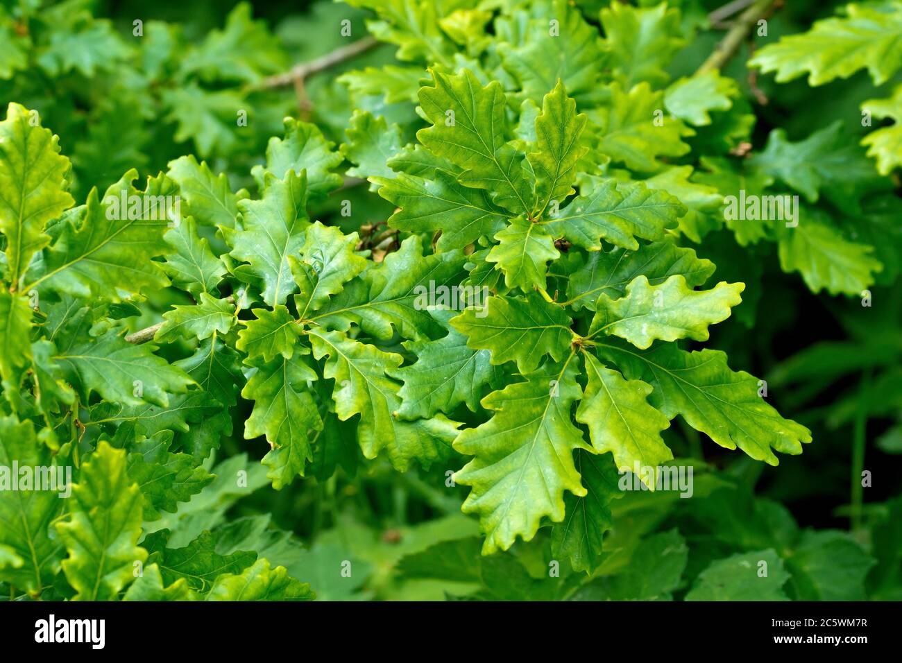Sessile or Durmast Oak (quercus petraea), maybe English Oak (quercus ...