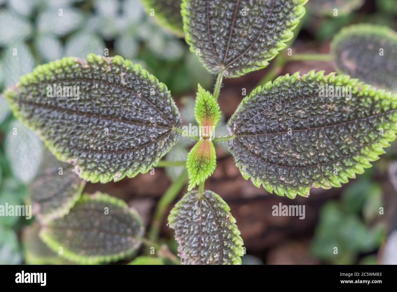 Yellow sanchezia hi-res stock photography and images - Alamy