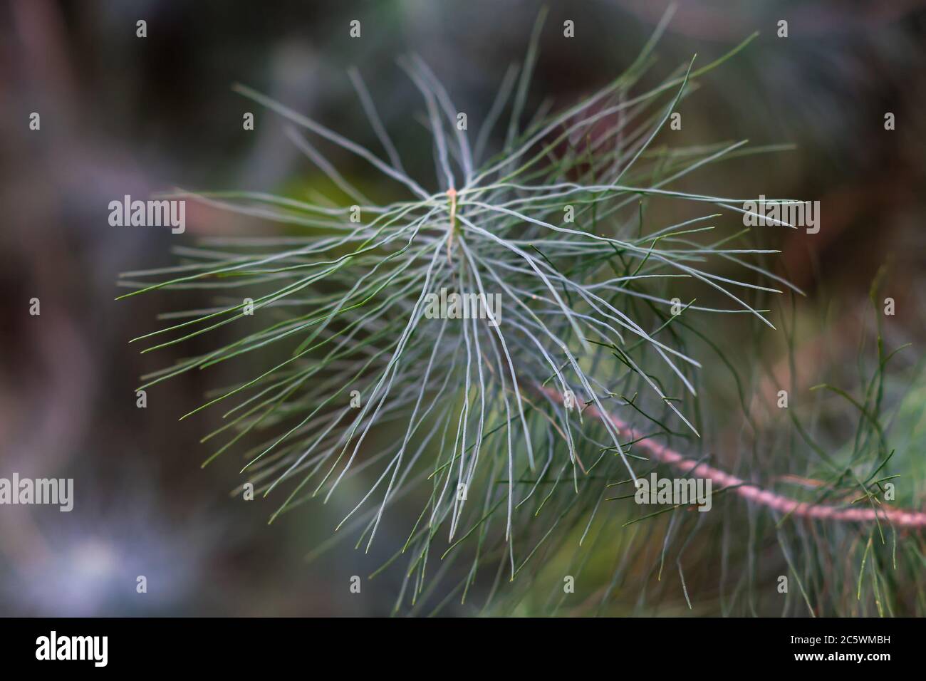 Canarian pine pinus canariensis hi-res stock photography and images - Alamy