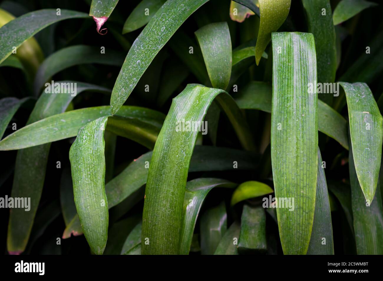 green long leaves background Stock Photo - Alamy