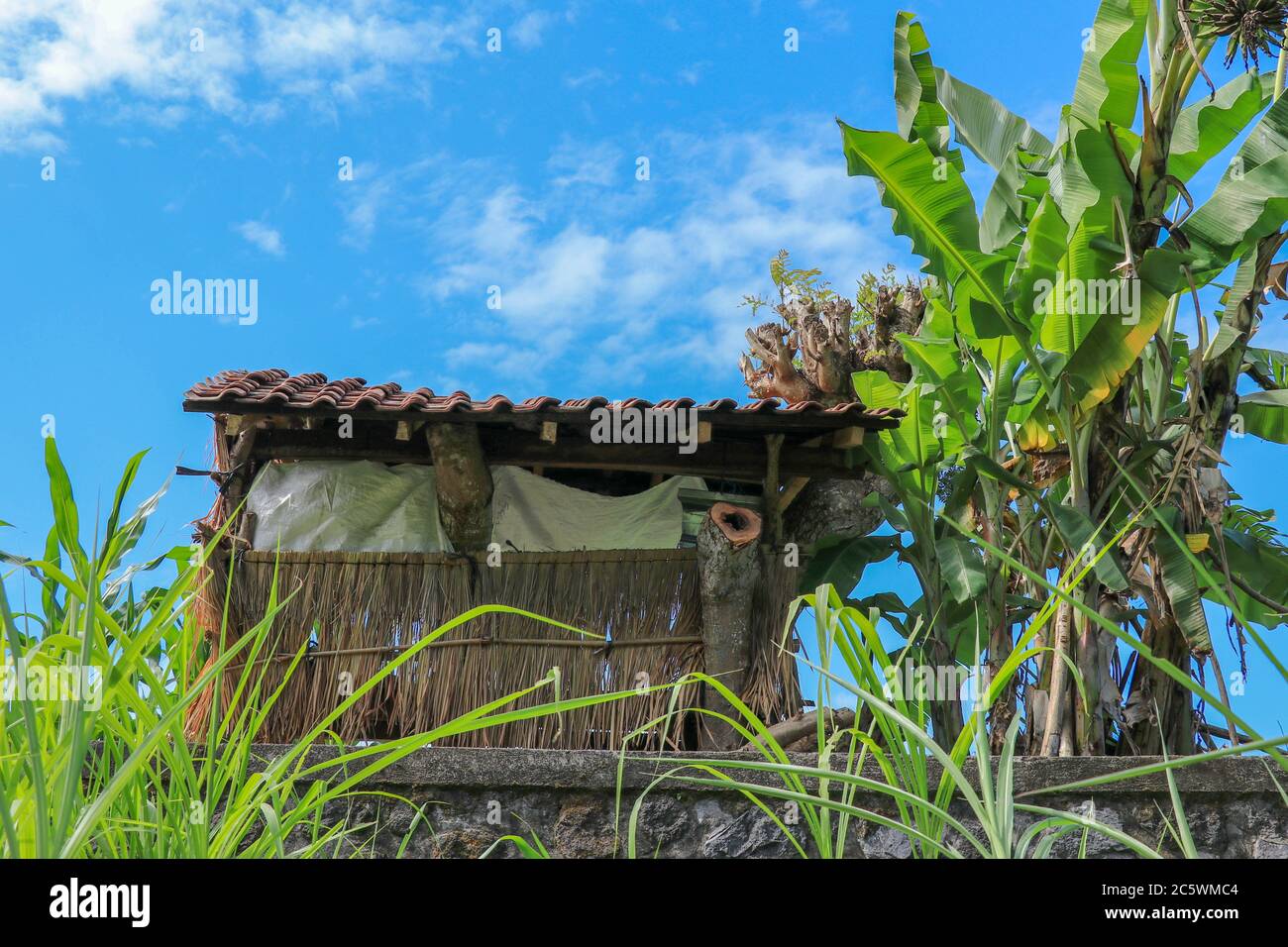 Traditional farmer hut in the rice. A hut for farmers to shelter in the ...