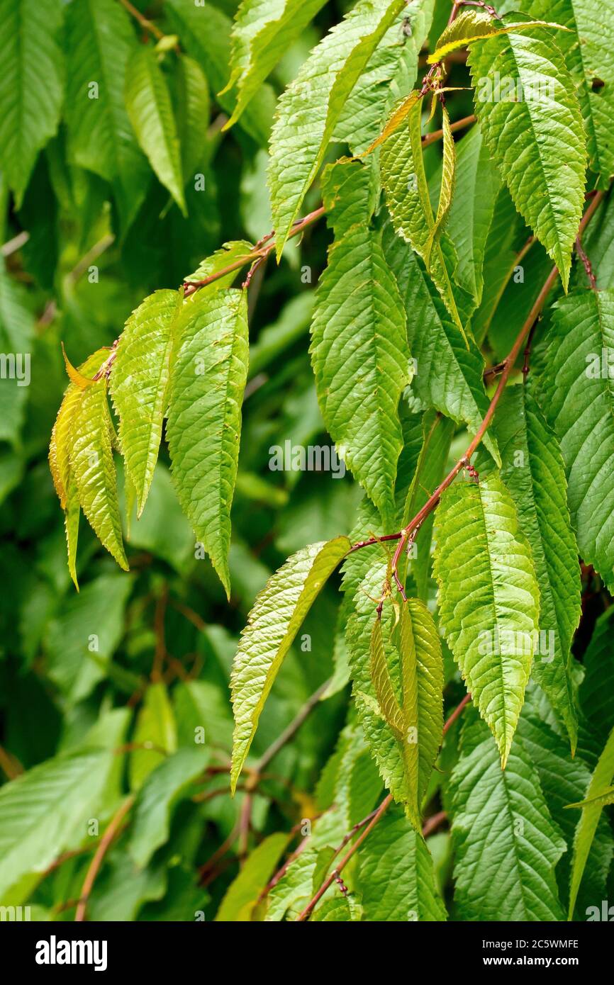Wild Cherry Tree Leaf