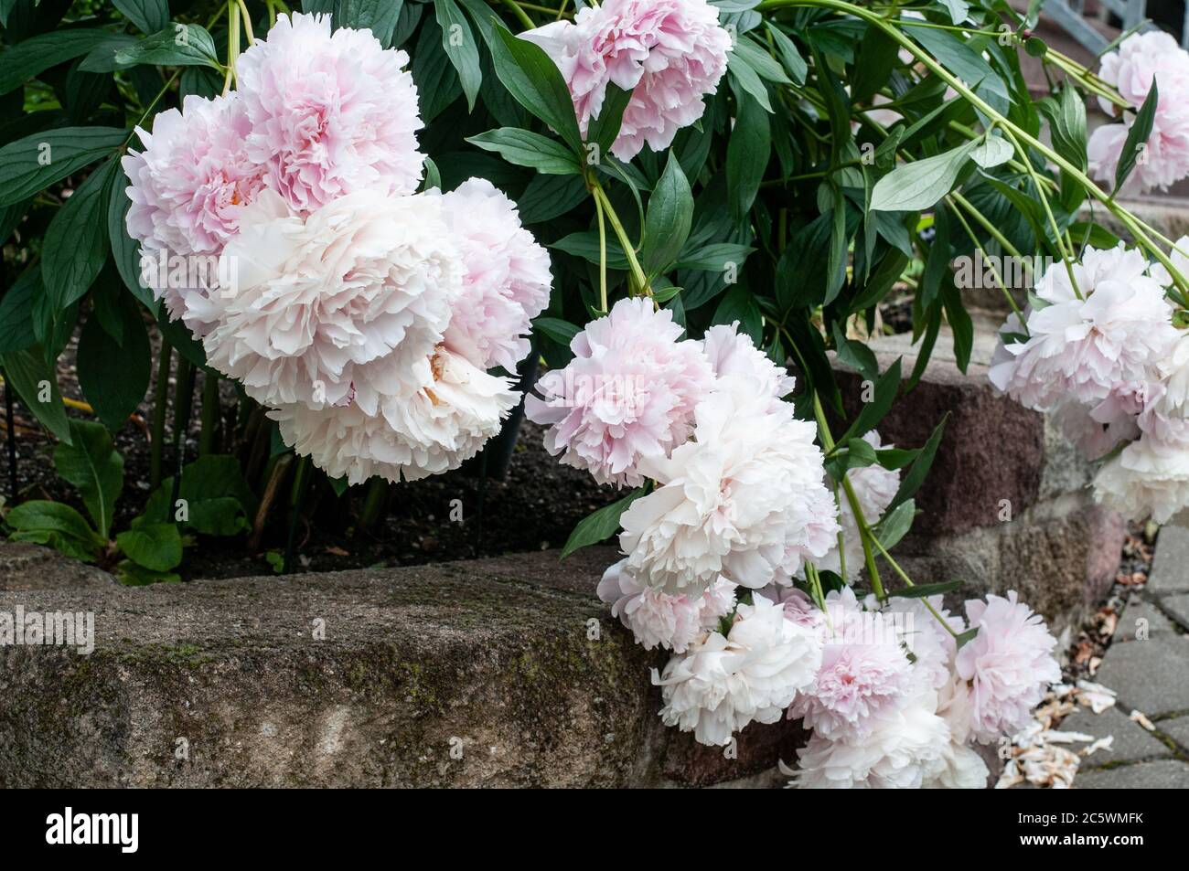 Over The Garden Wall High Resolution Stock Photography and Images - Alamy