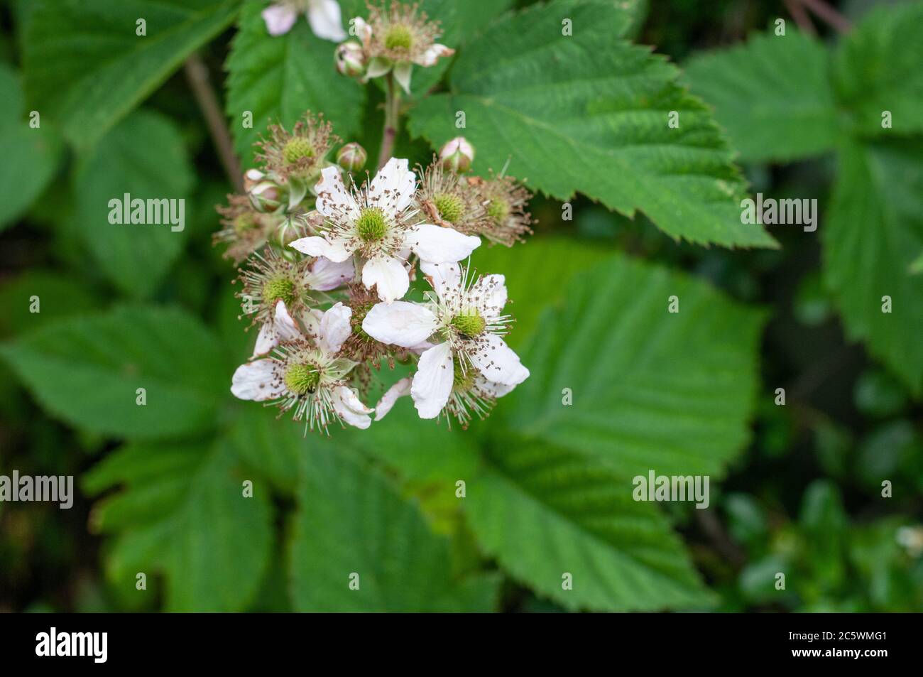 a small twig of a bramble shrub with white blossoms Stock Photo - Alamy