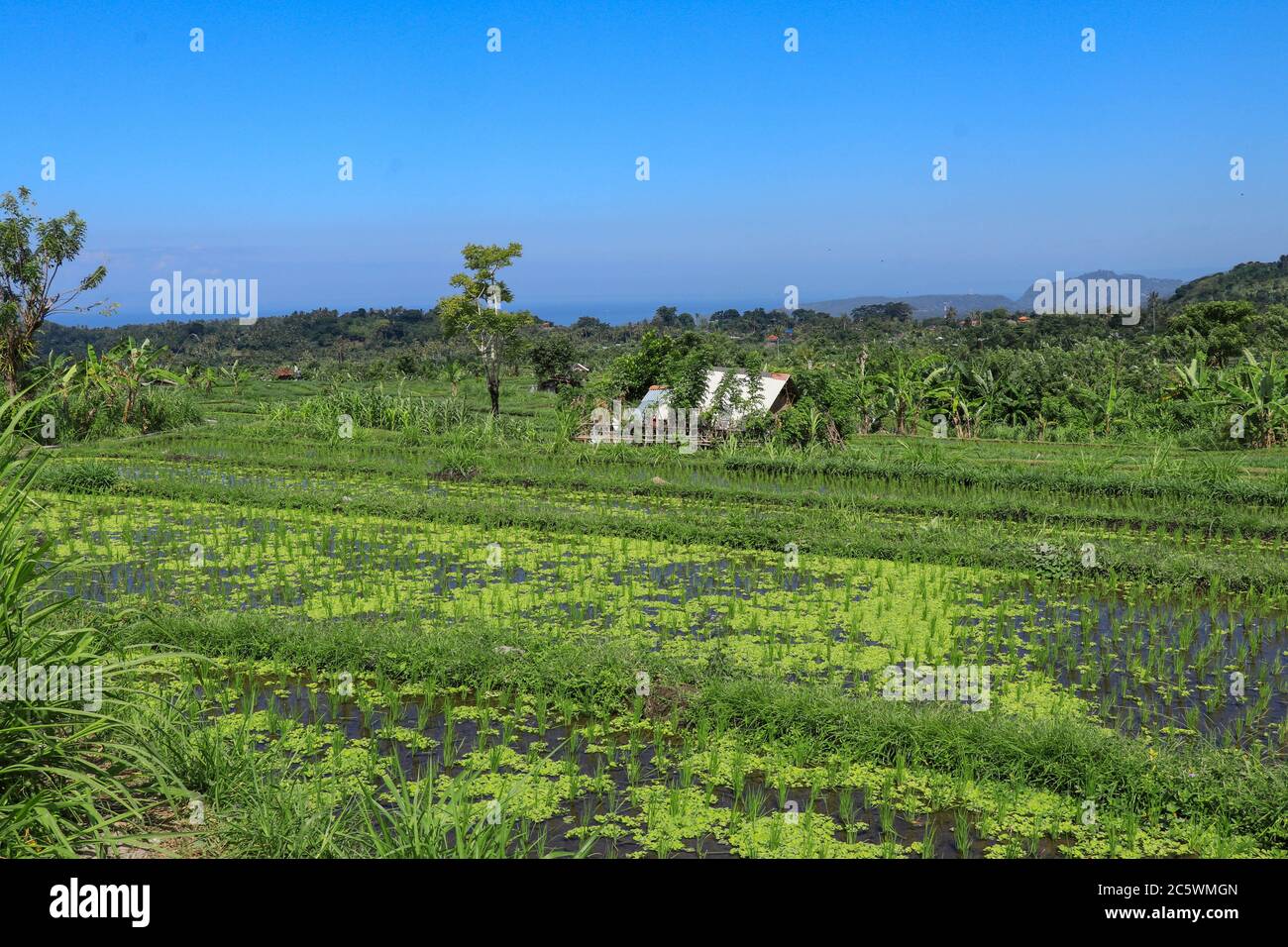 Rice Fields with Hut. Traditional farmer hut in the rice. A hut for ...