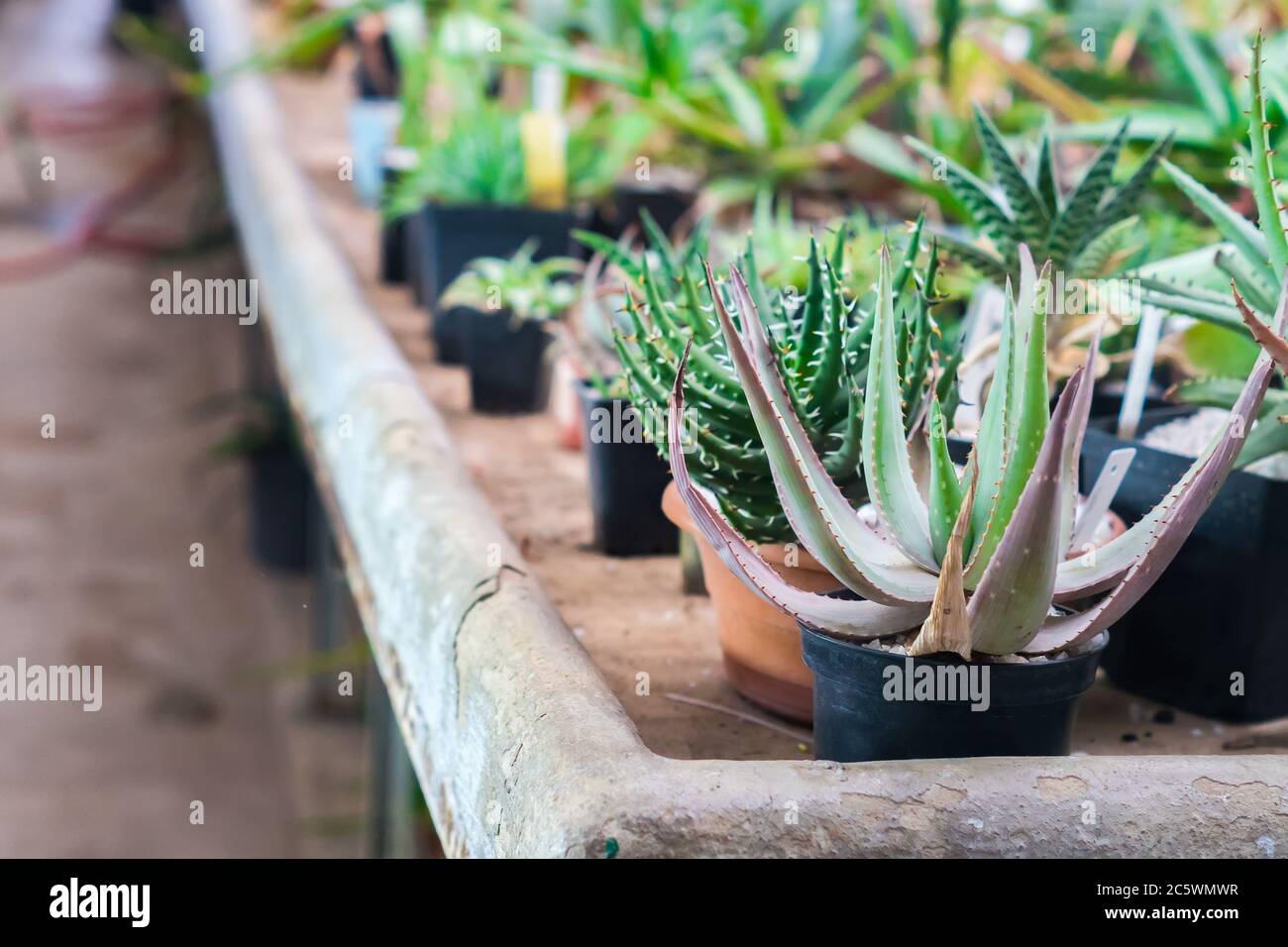 Succulents In Pots High Resolution Stock Photography and Images - Alamy